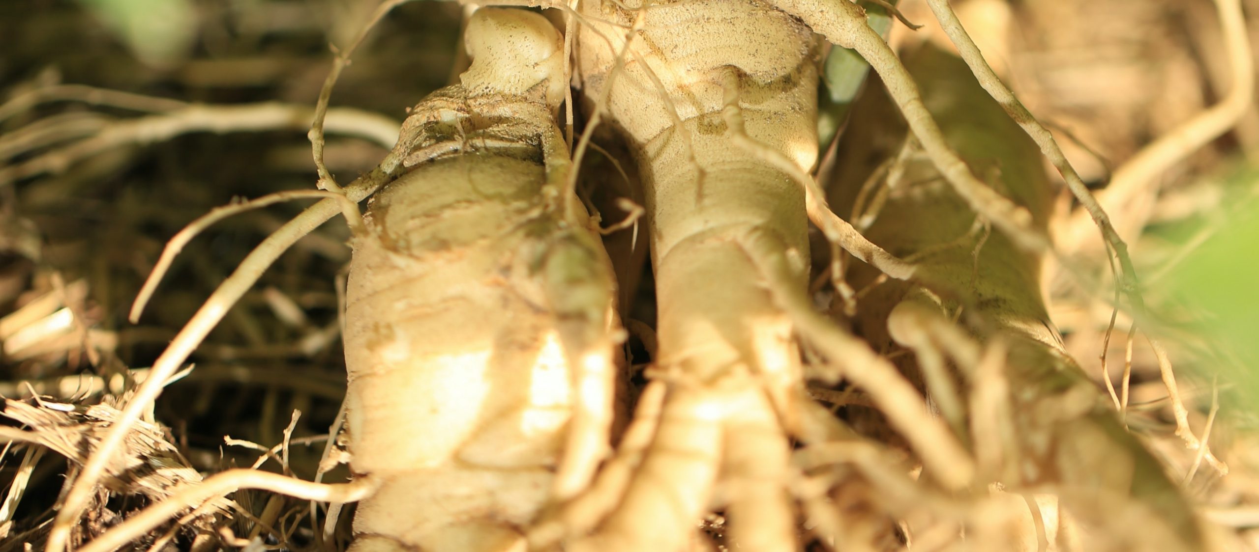2017 OGGA International Media Tour - Ontario Ginseng Growers Association
