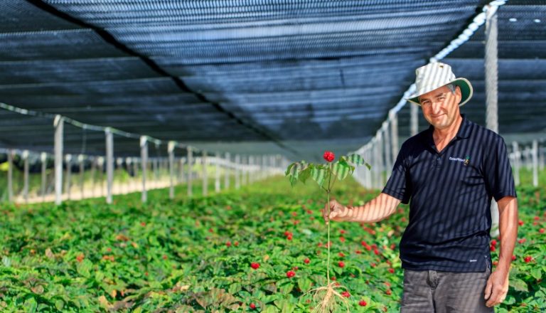 The Best Ways To Prepare and Use Ginseng - Ontario Ginseng Growers ...