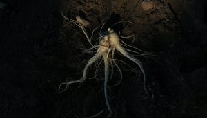 Home - Ontario Ginseng Growers Association