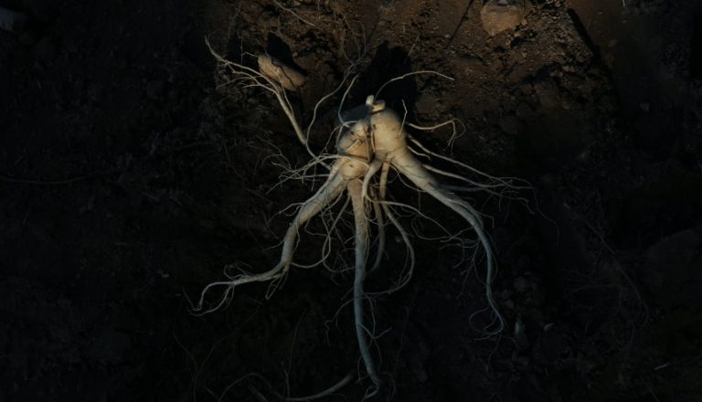 Where to Buy - Ontario Ginseng Growers Association