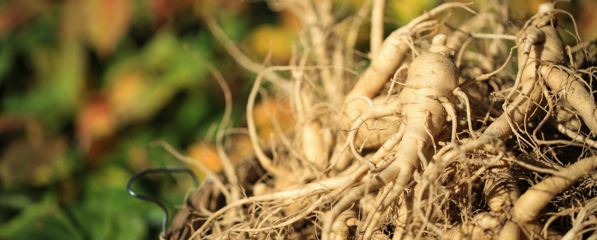 About - Ontario Ginseng Growers Association
