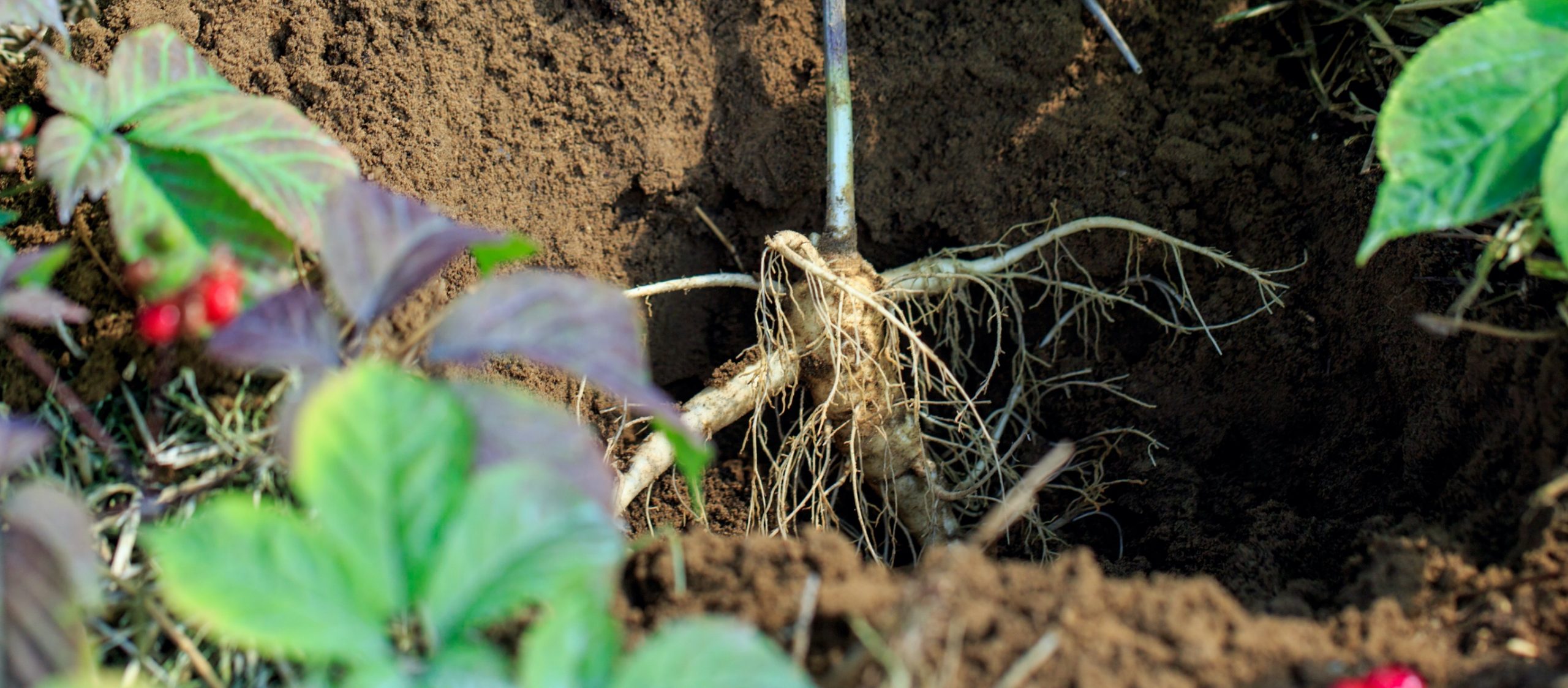 CTV – Dr. Dan Brown, Modern Medicine - Ontario Ginseng Growers Association