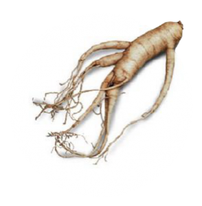 About - Ontario Ginseng Growers Association
