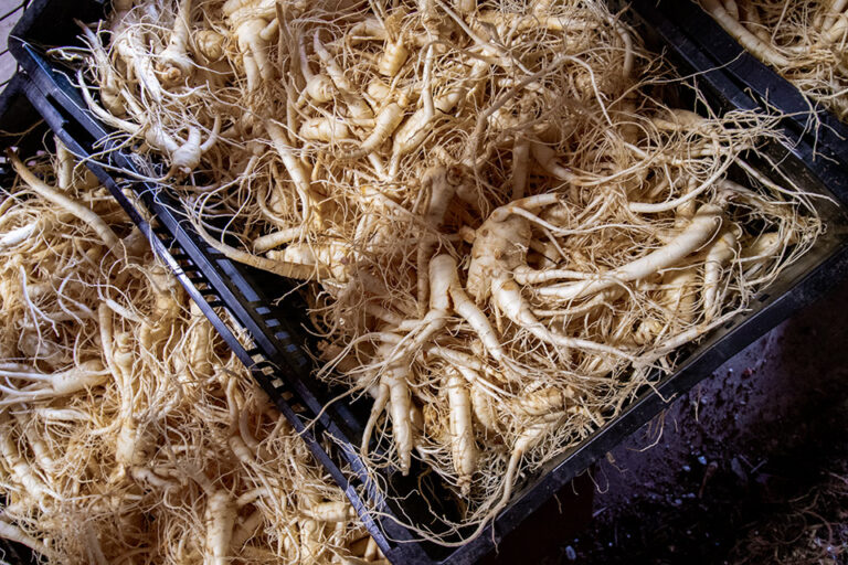 Meet a Canadian Ginseng Farmer: Carl Atkinson - Ontario Ginseng Growers ...