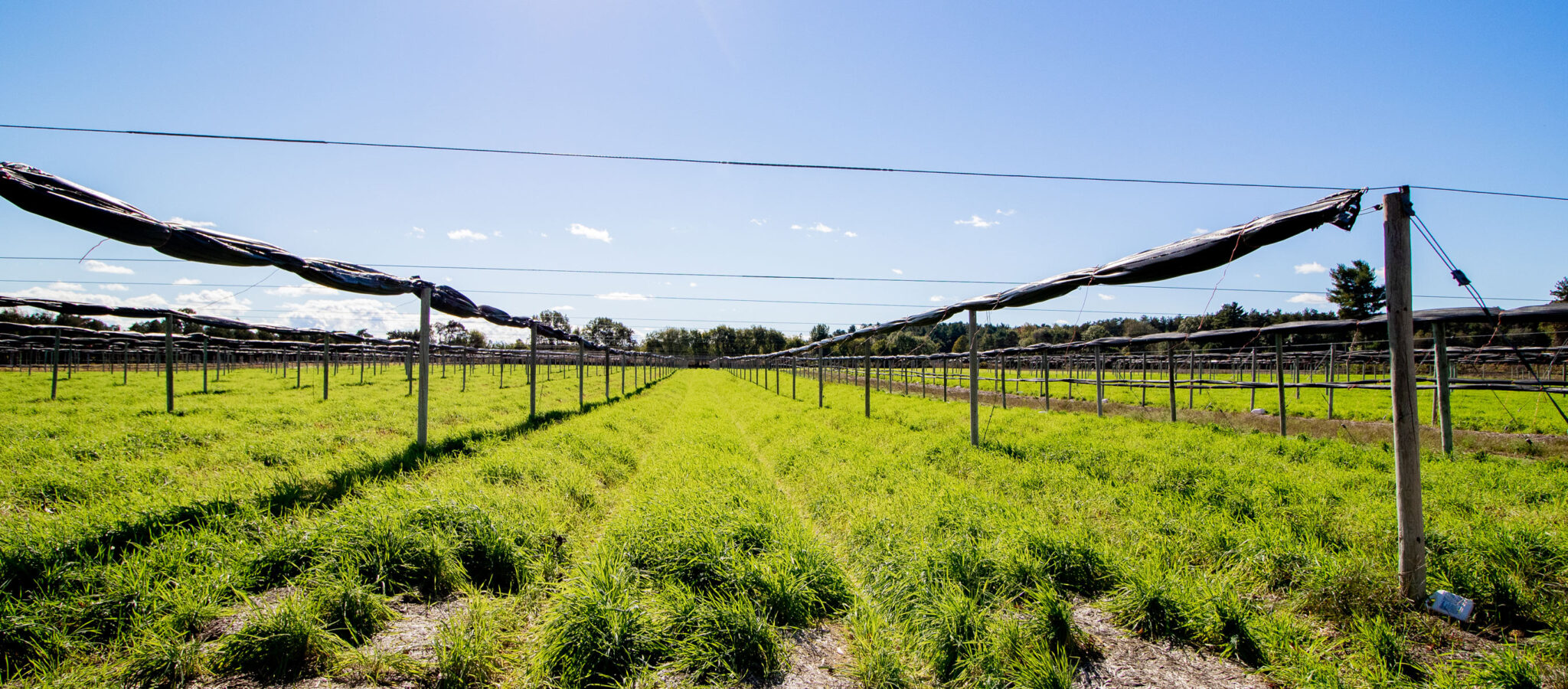 Canadian Ginseng: A Unique Growing Process - Ontario Ginseng Growers ...
