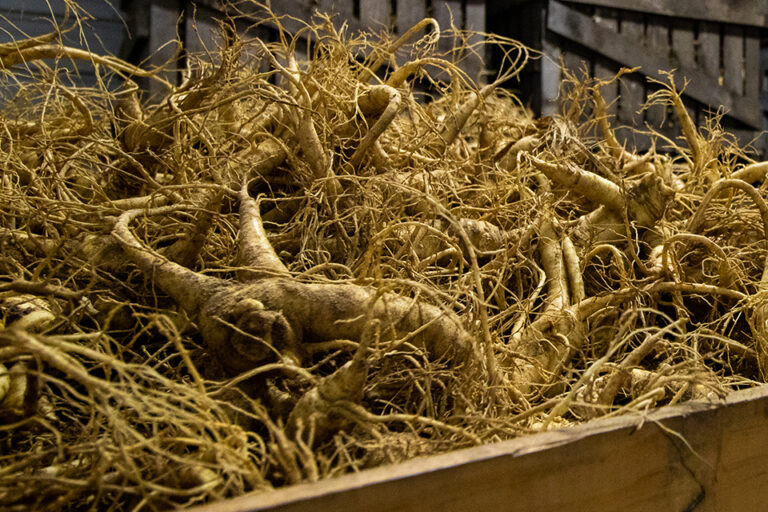Meet a Canadian Ginseng Farmer: Dan Keresturi - Ontario Ginseng Growers ...