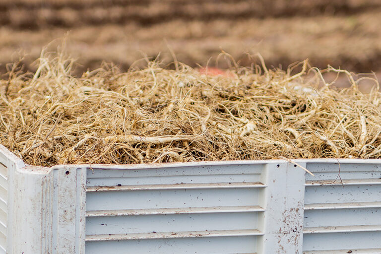 Meet a Canadian Ginseng Farmer: Joe Arva - Ontario Ginseng Growers ...